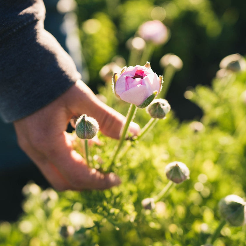 Flower Share – The Ecology Center